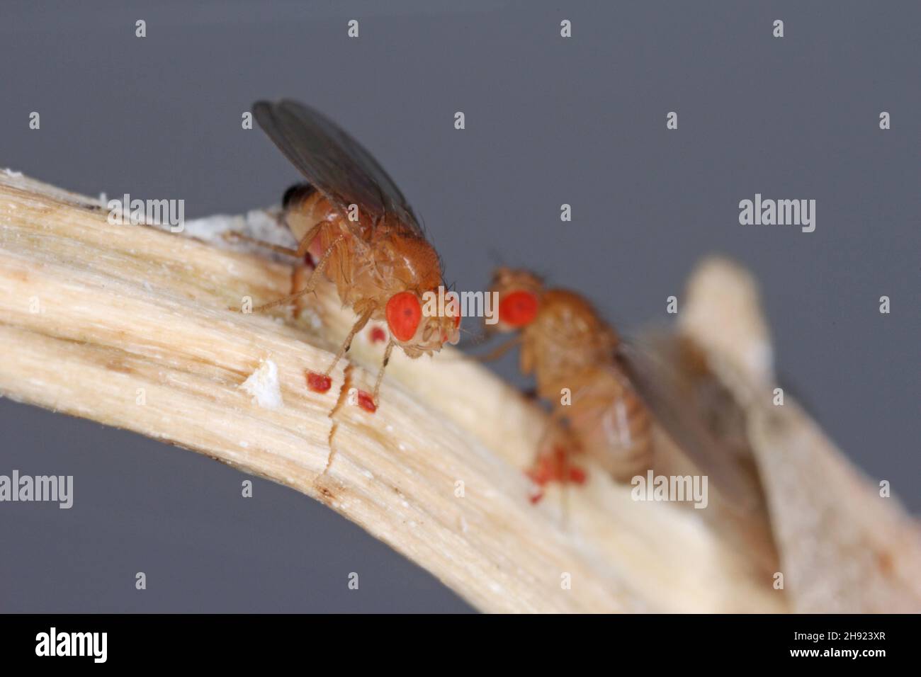 La mouche commune des fruits ou la mouche du vinaigre Drosophila ...