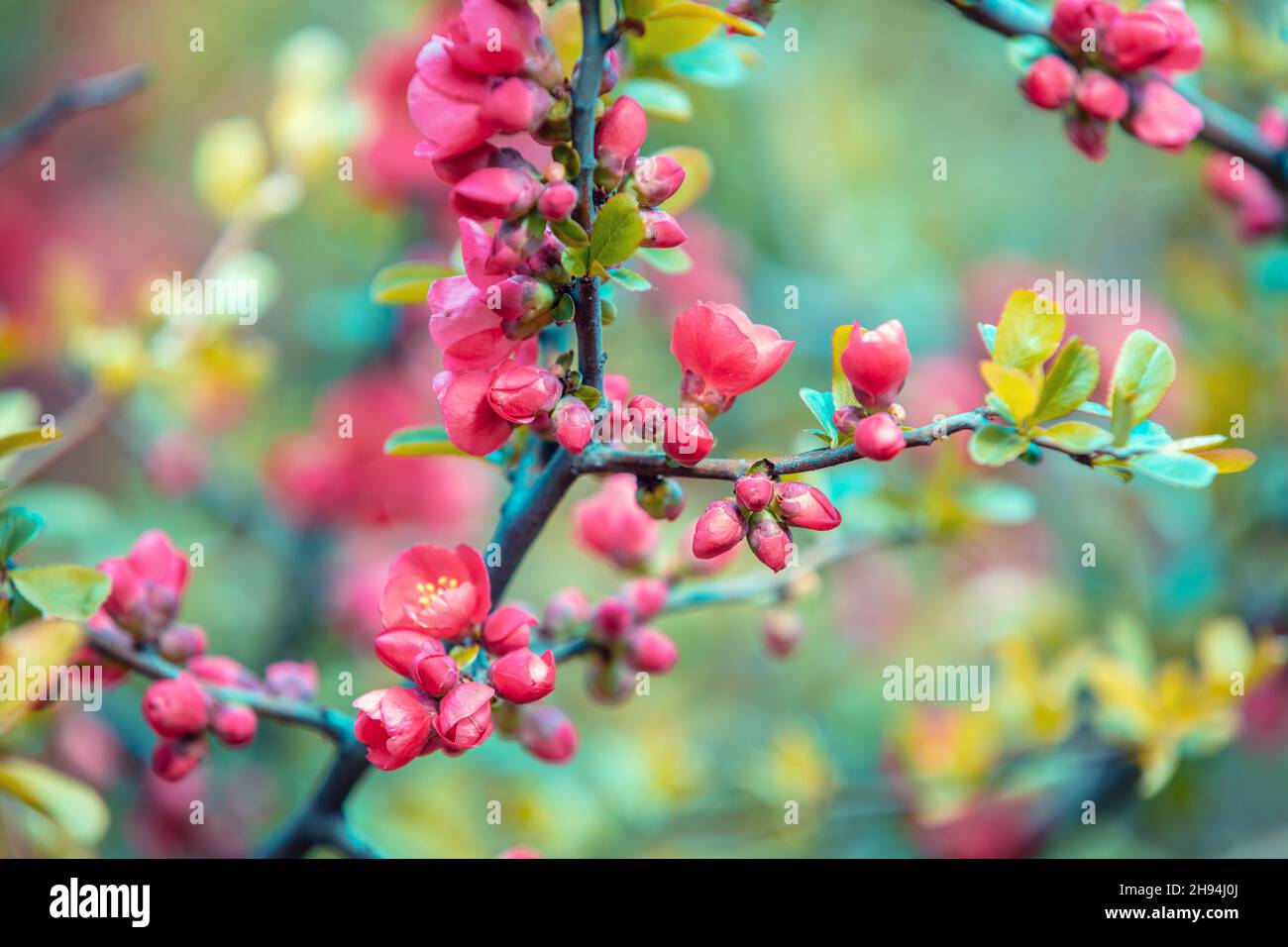 Maules coing chaenomeles japonica Banque de photographies et d’images à ...