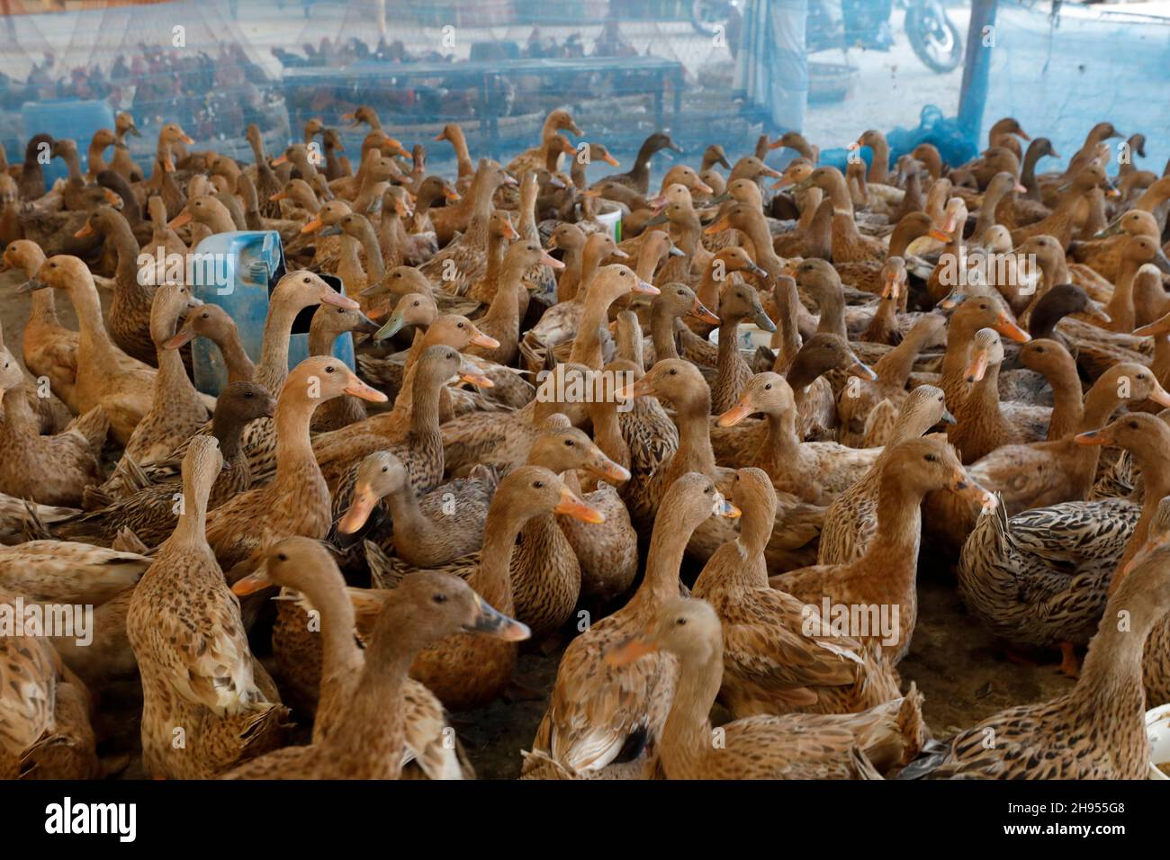 Manger du canard Banque de photographies et d’images à haute résolution ...