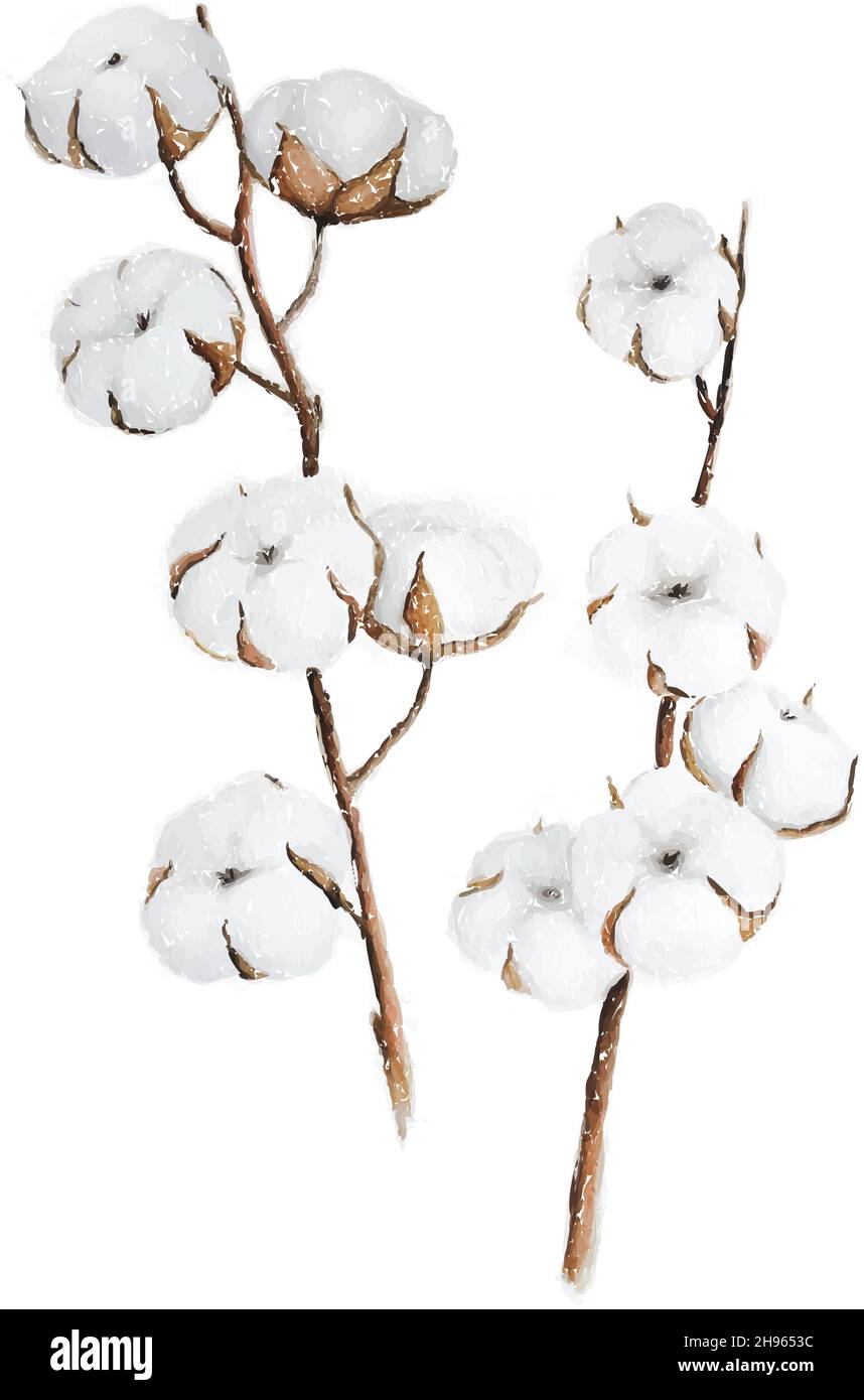 Dessin fleur de coton Banque de photographies et d’images à haute ...