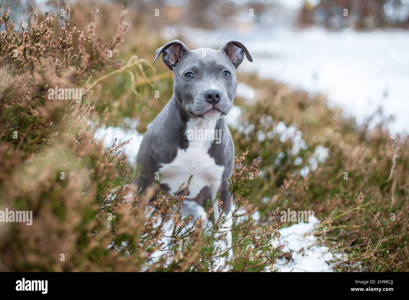 Amstaff bleu Banque de photographies et d’images à haute résolution - Alamy