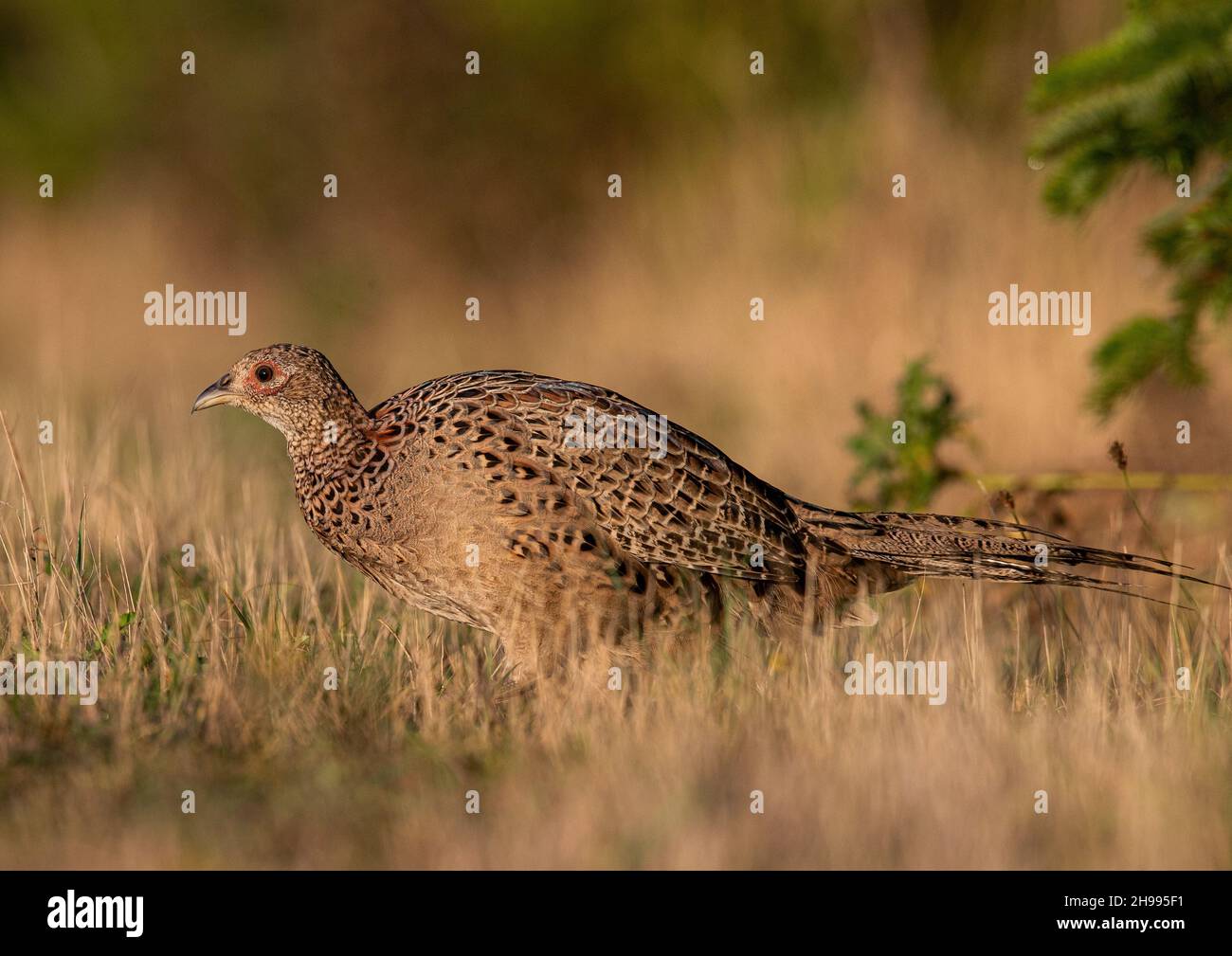 Poule faisan Banque de photographies et d’images à haute résolution - Alamy