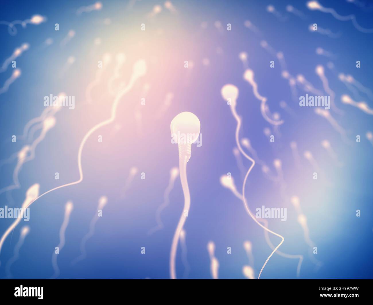 Les cellules reproductrices mâles (spermatozoïdes) se déplacent sur ...