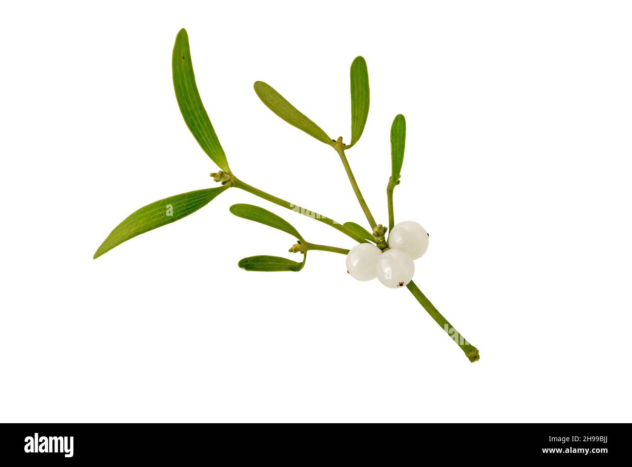 Feuilles de gui Banque d'images détourées - Alamy