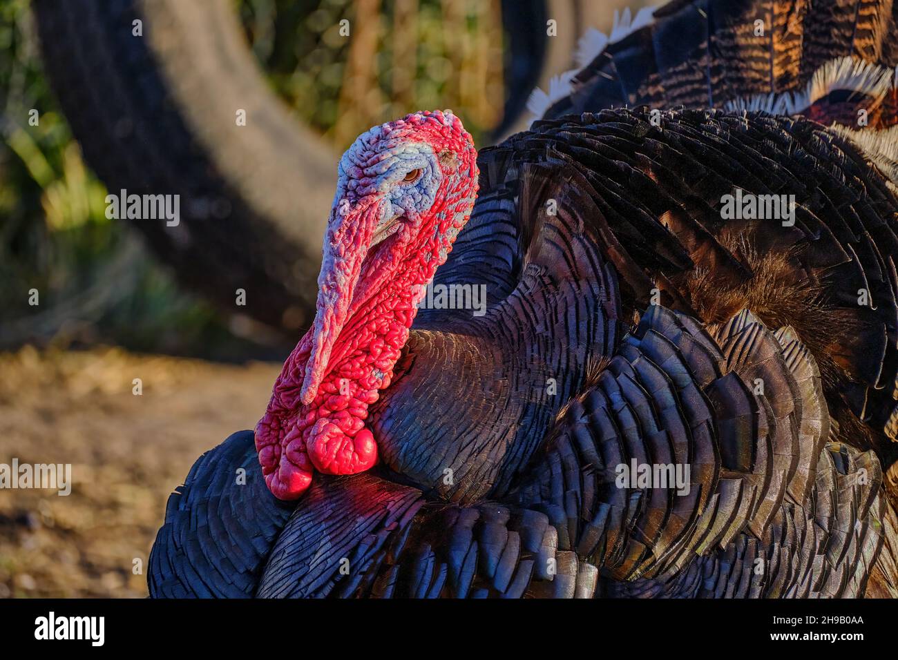 Turkey snood Banque de photographies et d’images à haute résolution - Alamy