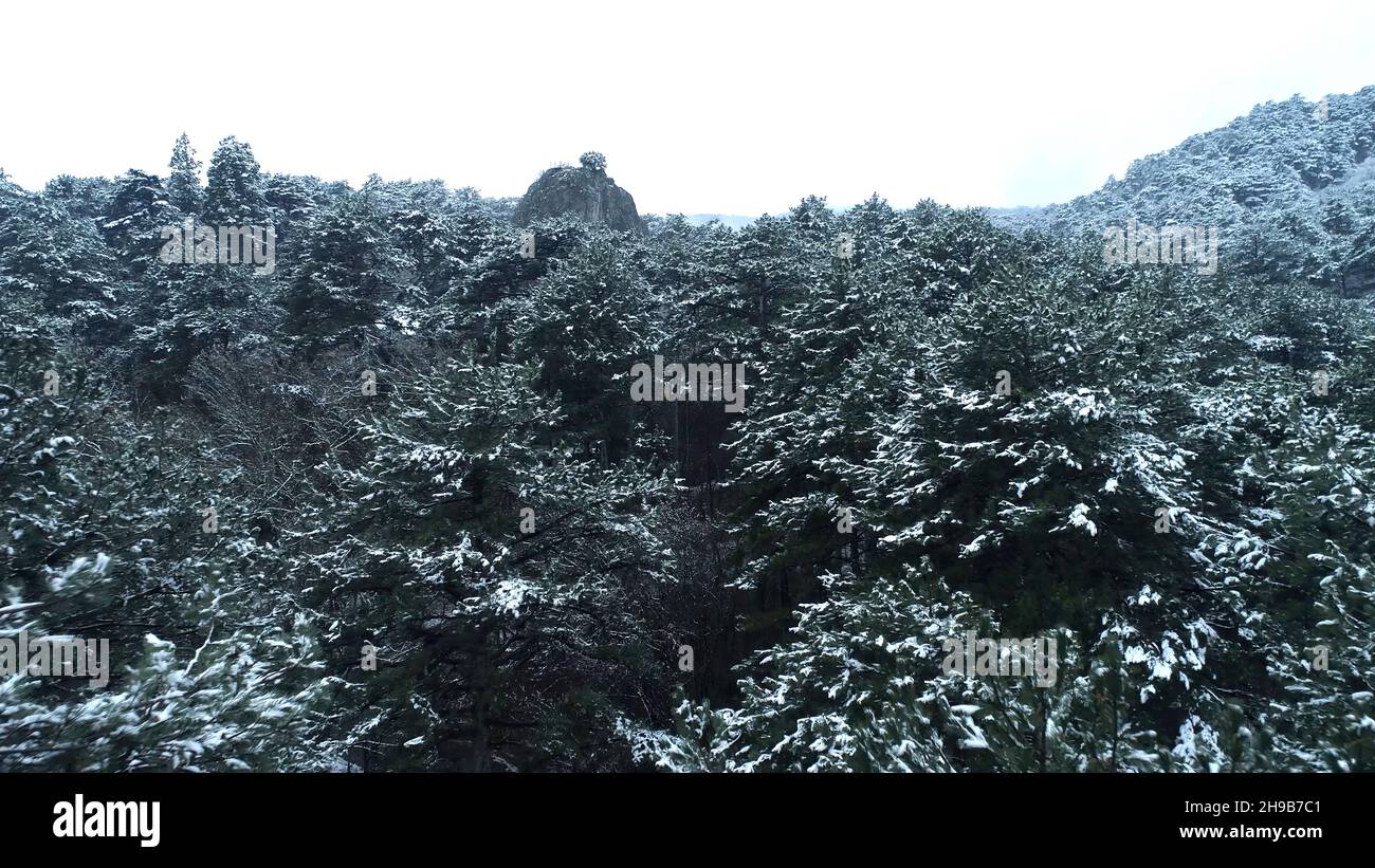 Forêt de conifères.Prise de vue.Sommets enneigés en épicéa.Temps ...
