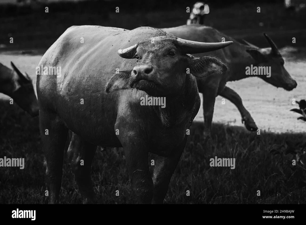 Vache noire et blanche avec des cornes Banque de photographies et d’images à haute résolution ...