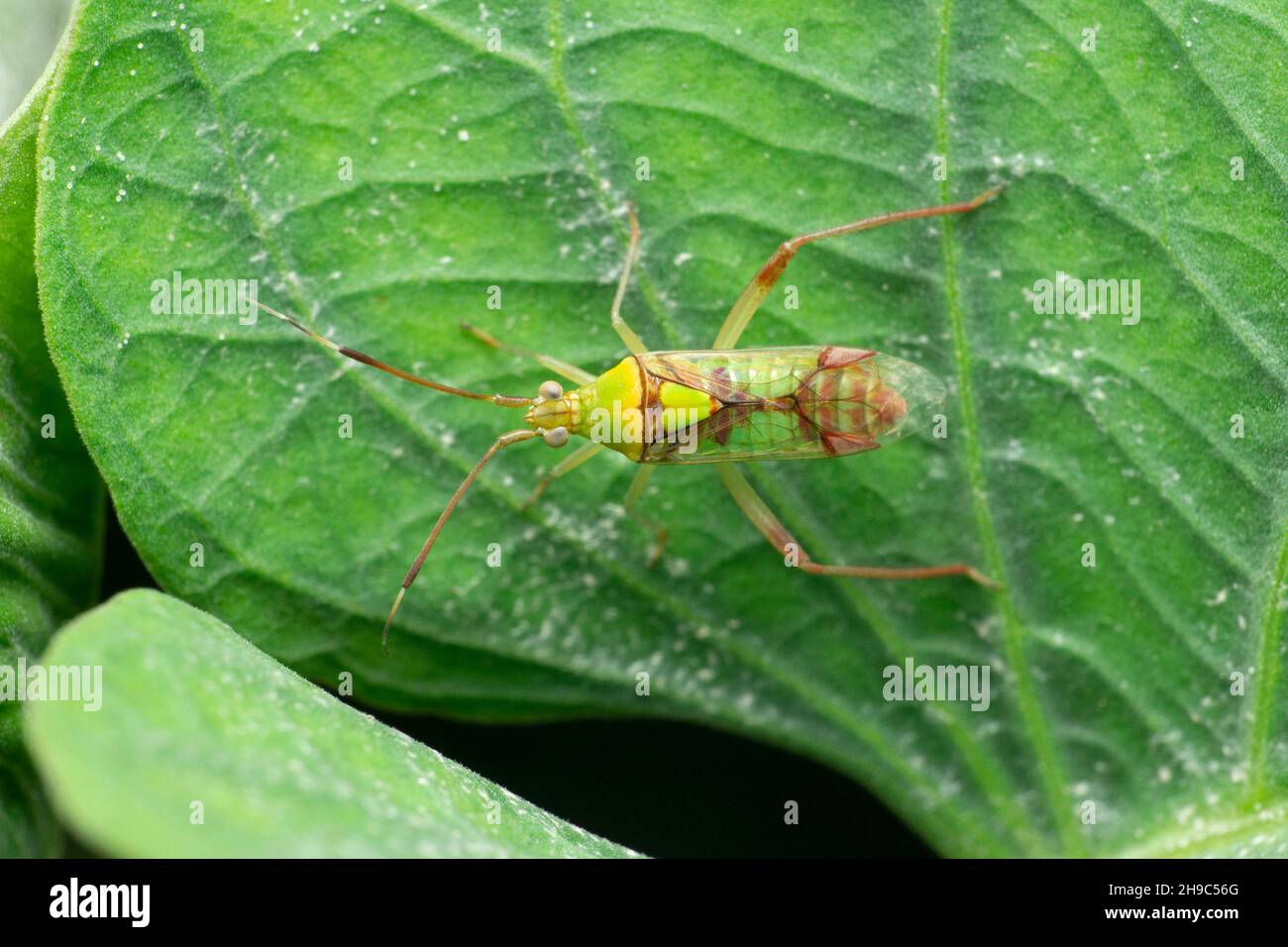 Insecte de la piqûre verte ou insecte de soldat vert.Famille des ...