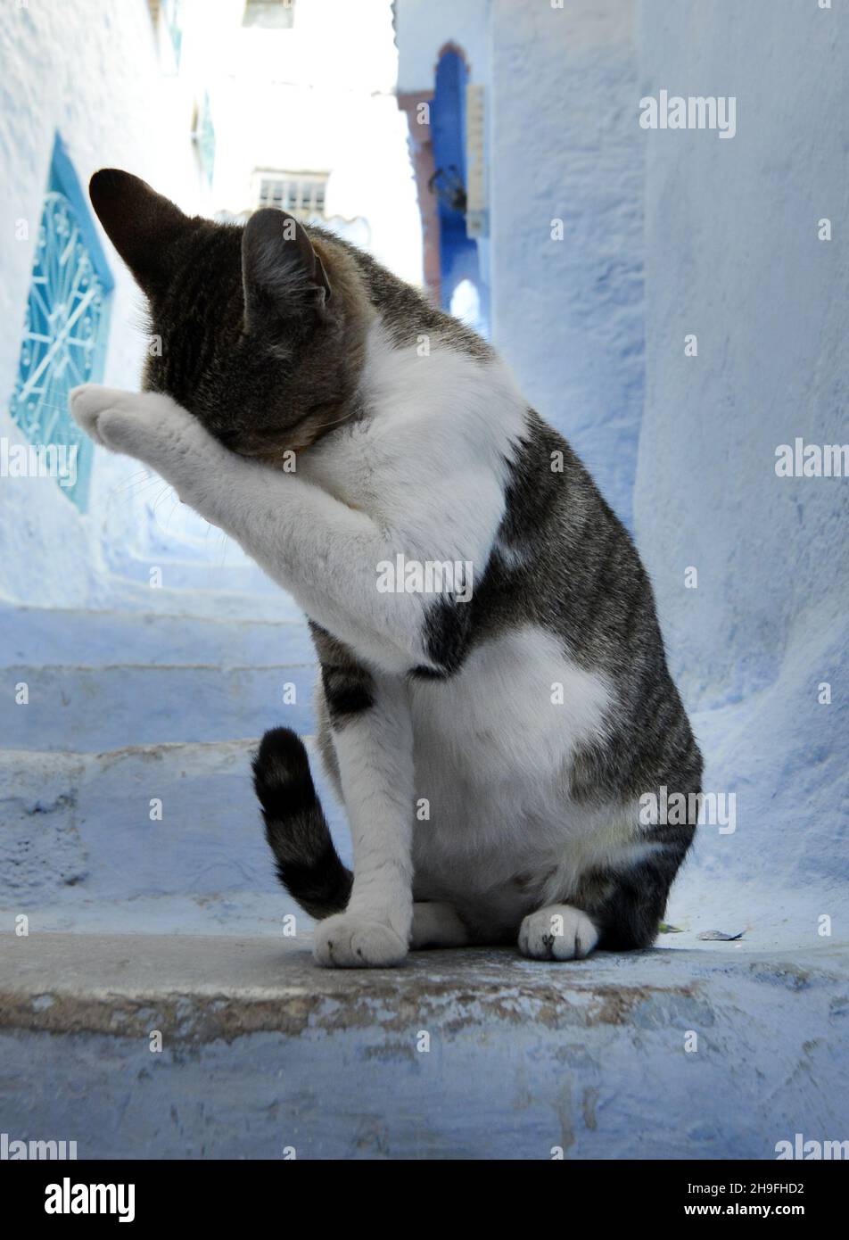 Chat au maroc Banque de photographies et d’images à haute résolution ...