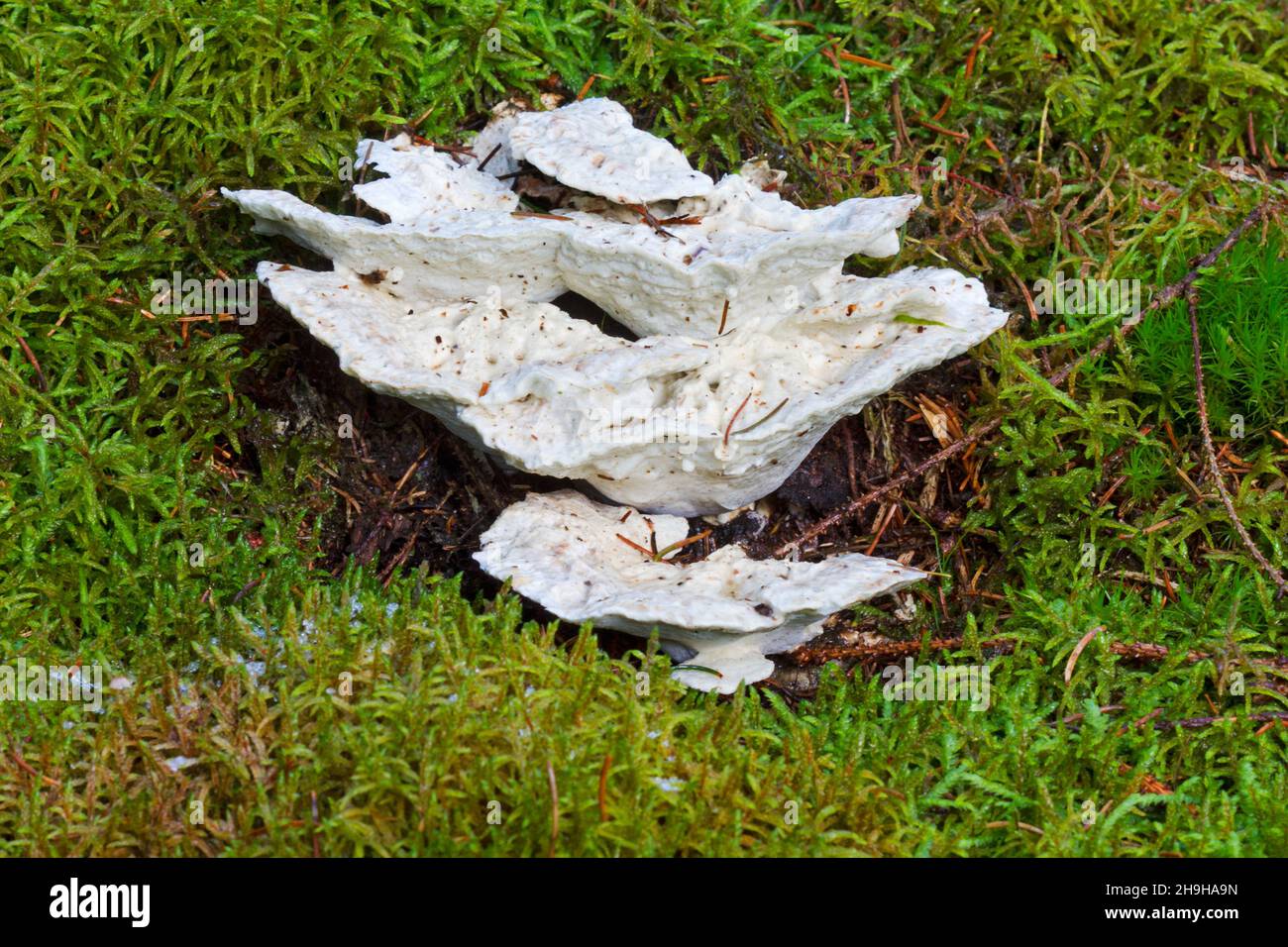 Support amer Banque de photographies et d’images à haute résolution - Alamy