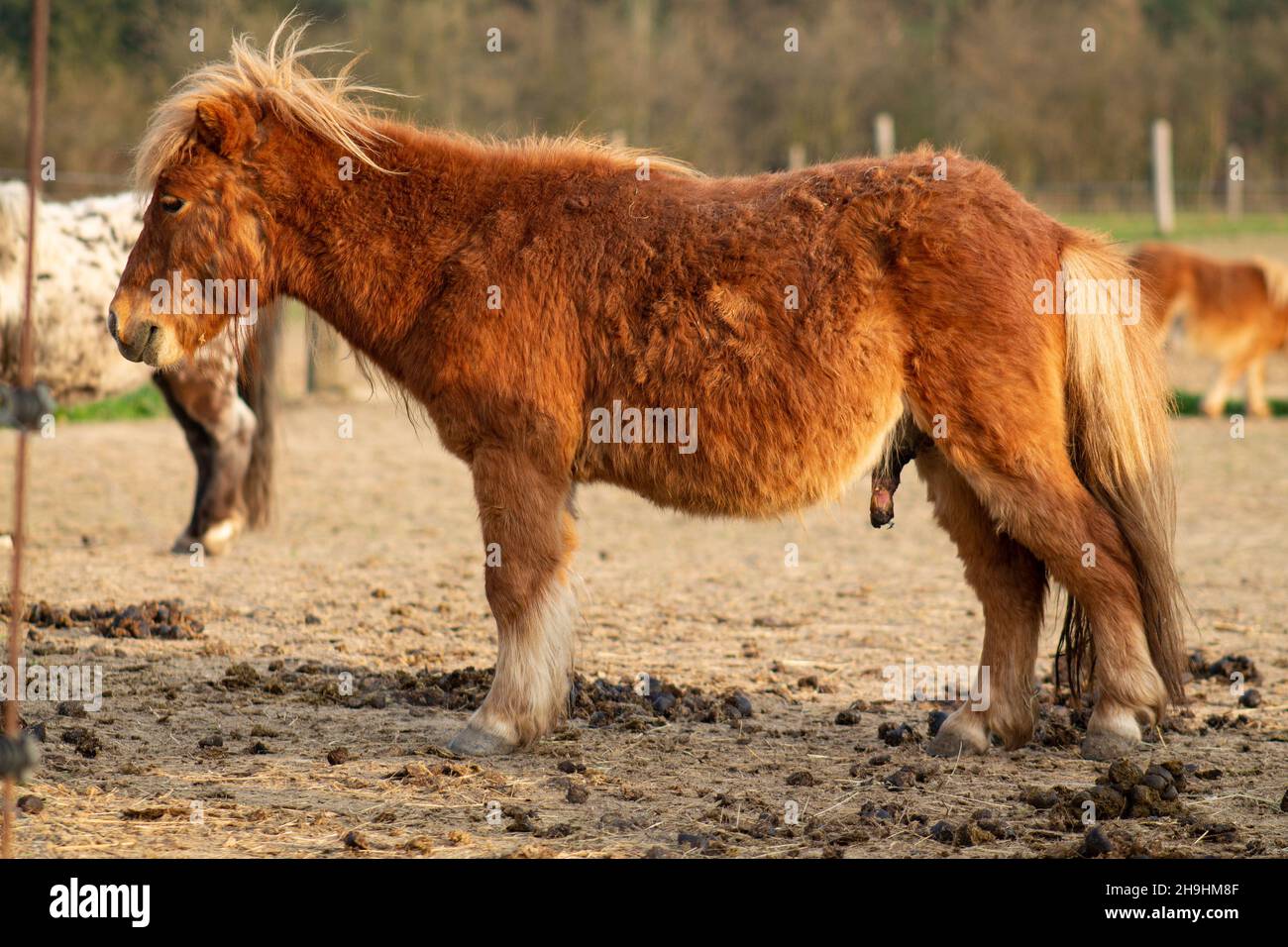 Hairy horse Banque de photographies et d’images à haute résolution - Alamy