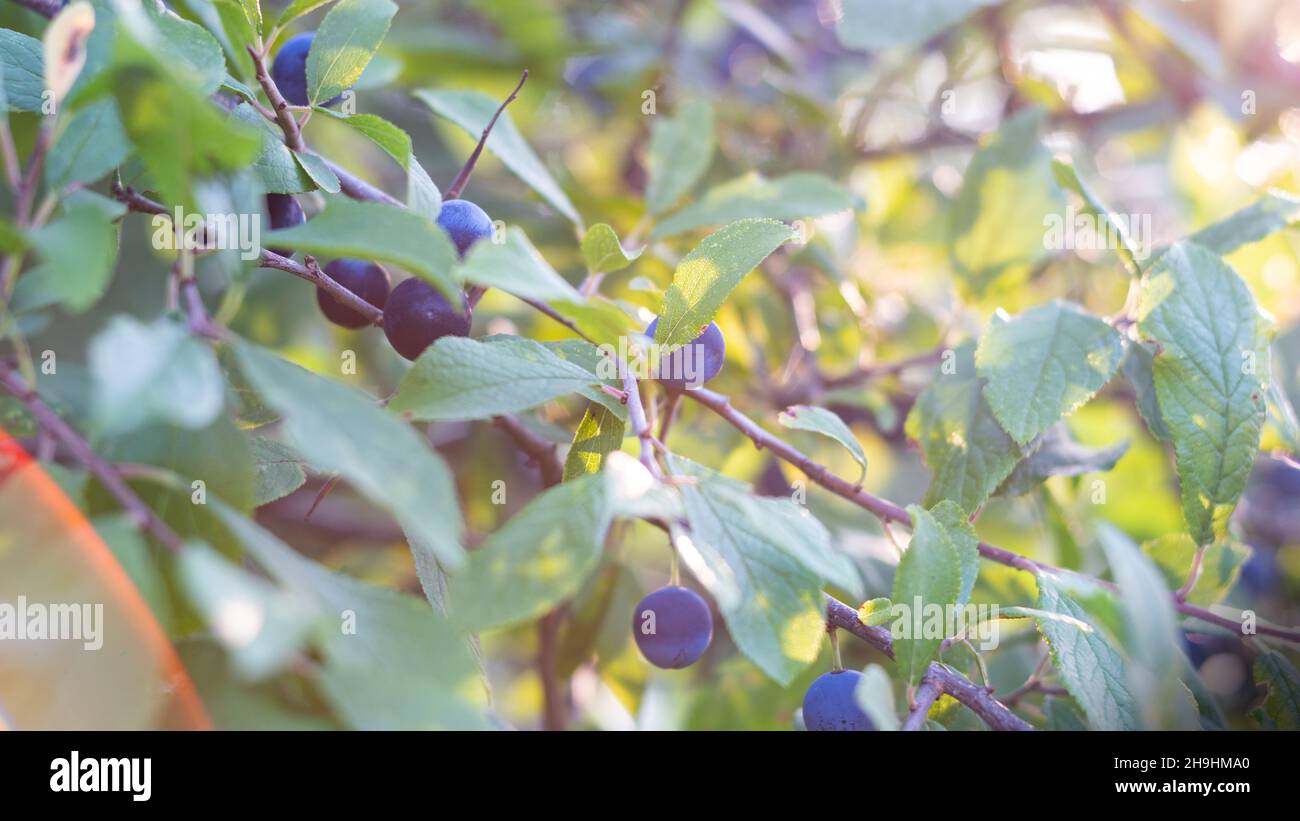 Prune noir Banque de photographies et d’images à haute résolution - Alamy