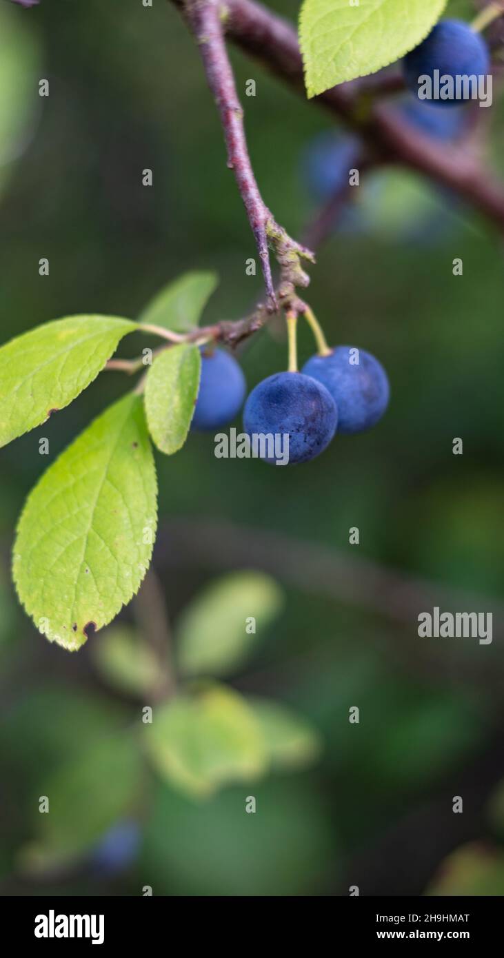 Prune noir Banque de photographies et d’images à haute résolution - Alamy