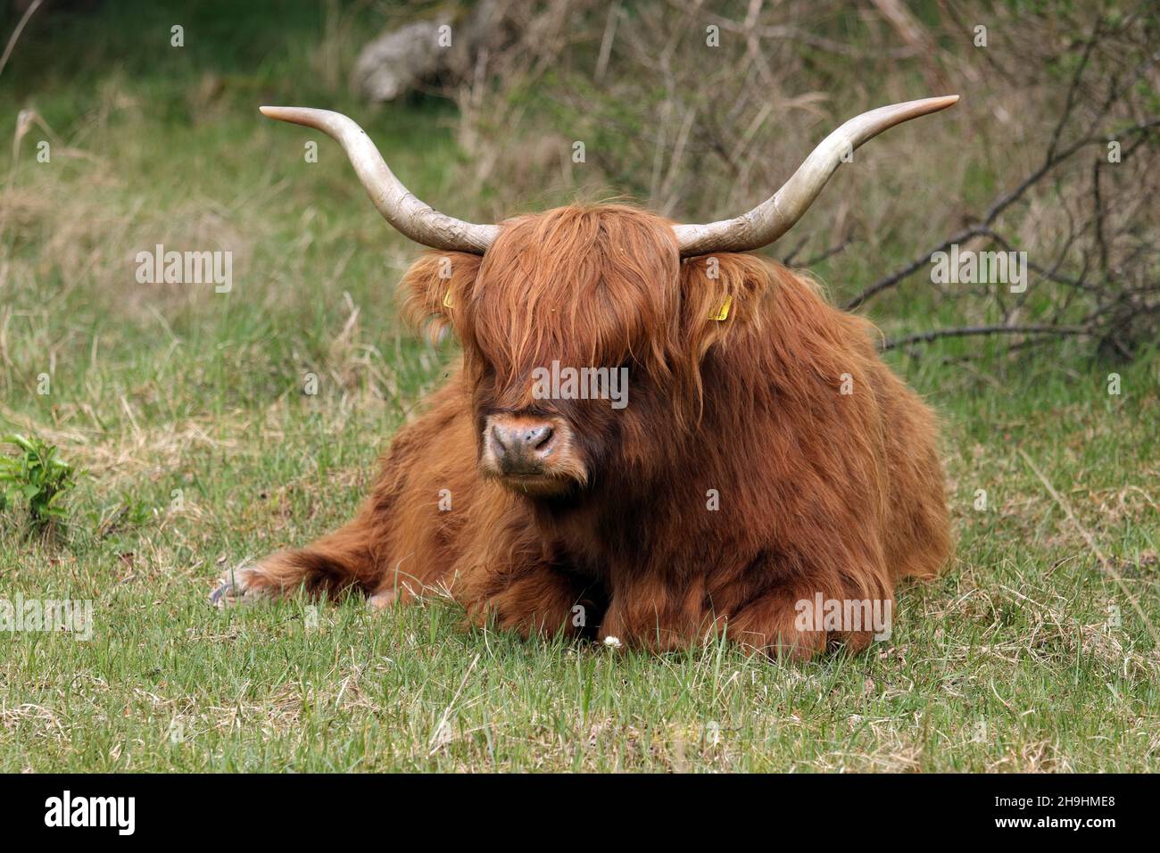 Diable bovin Banque de photographies et d’images à haute résolution - Alamy