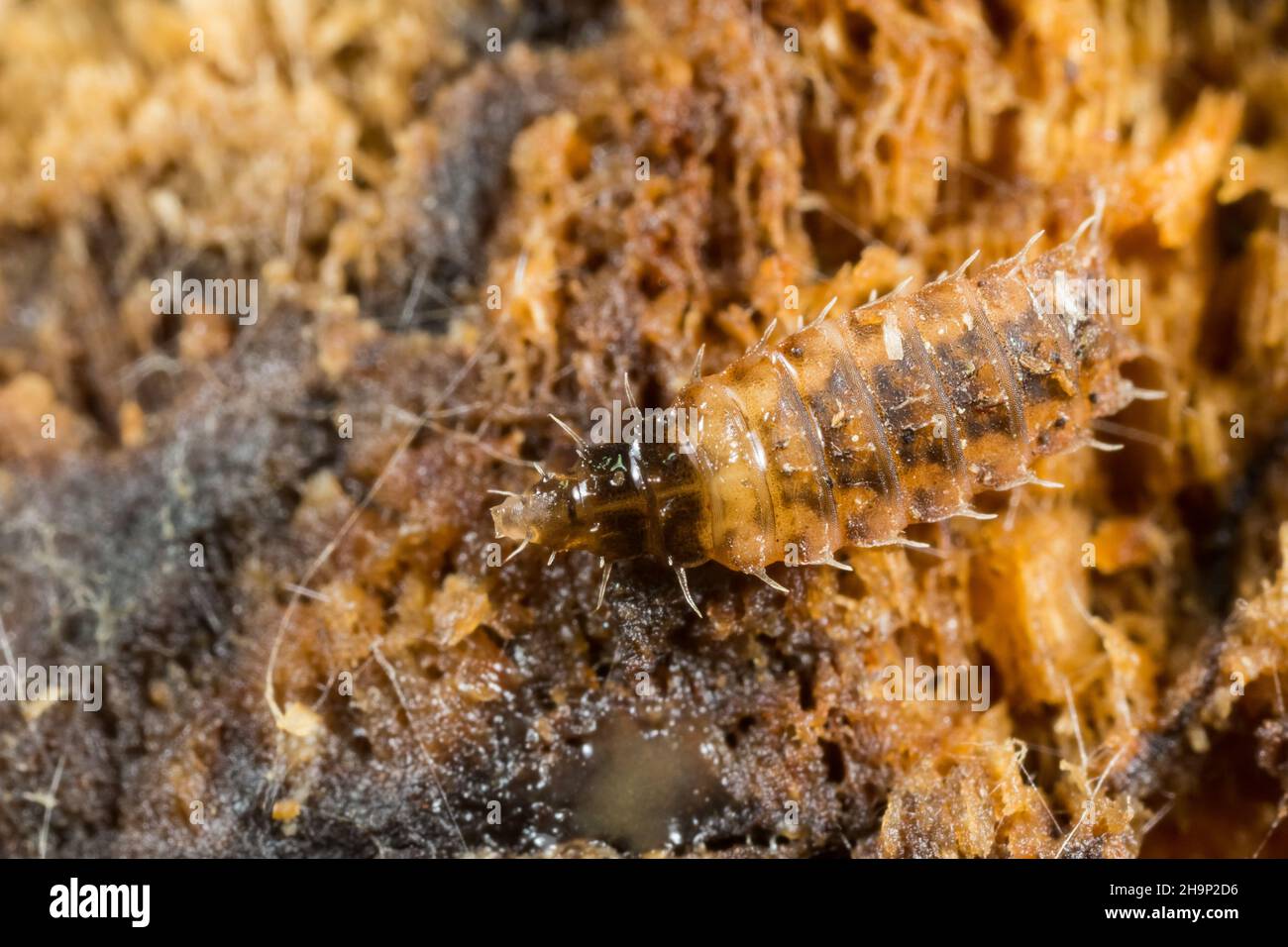 Larves de mouches domestiques Banque de photographies et d’images à ...