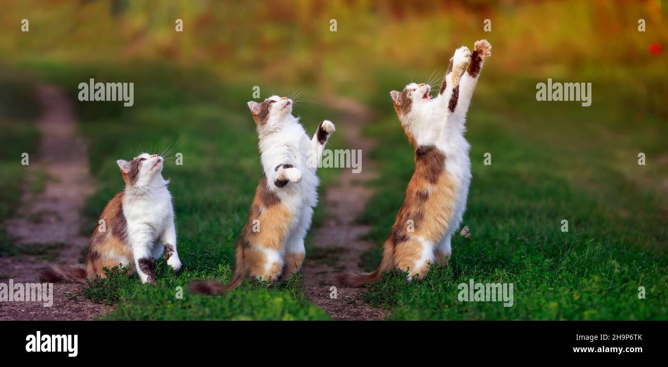 Phases de saut Banque de photographies et d’images à haute résolution ...