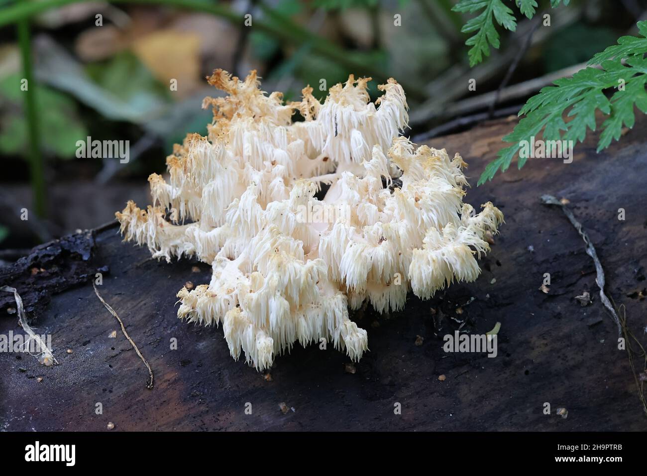 Champignon corail blanc Banque de photographies et d’images à haute ...