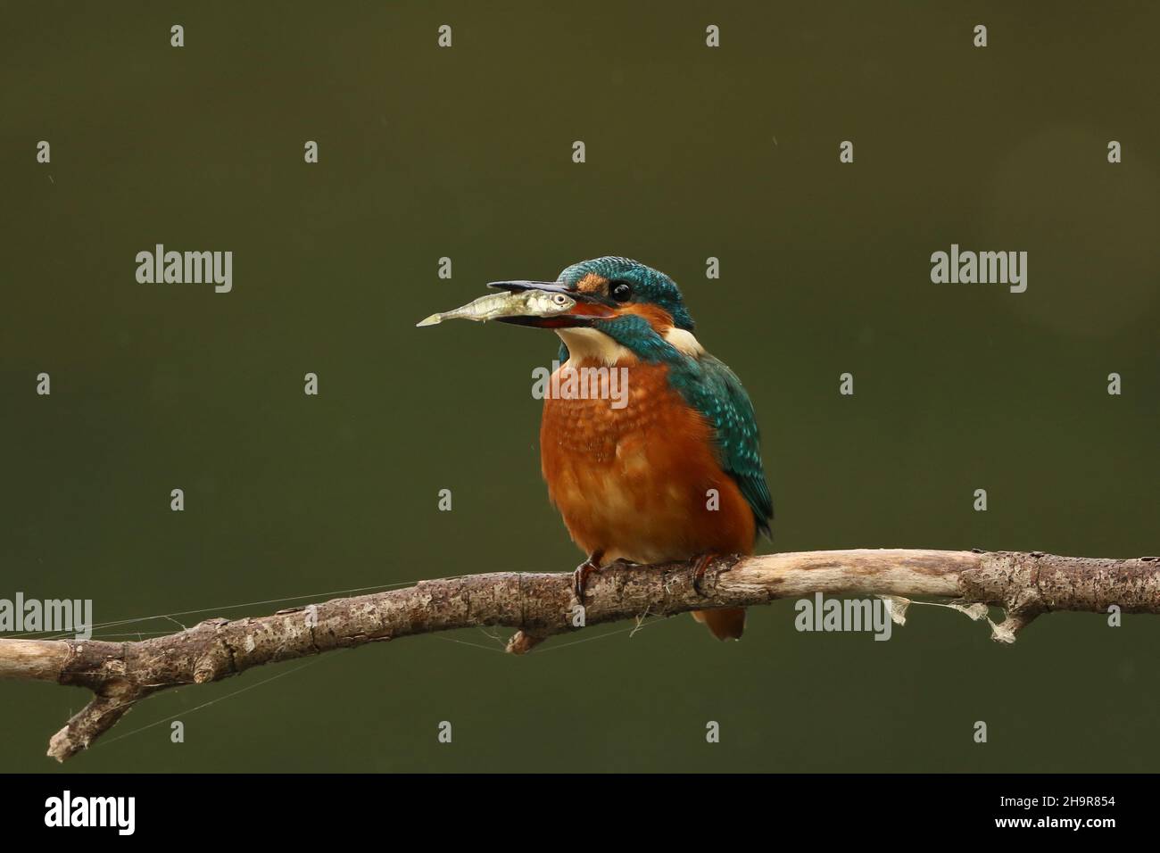 Kingfisher, inimitable lorsqu'il est vu perché, ou comme une traînée ...