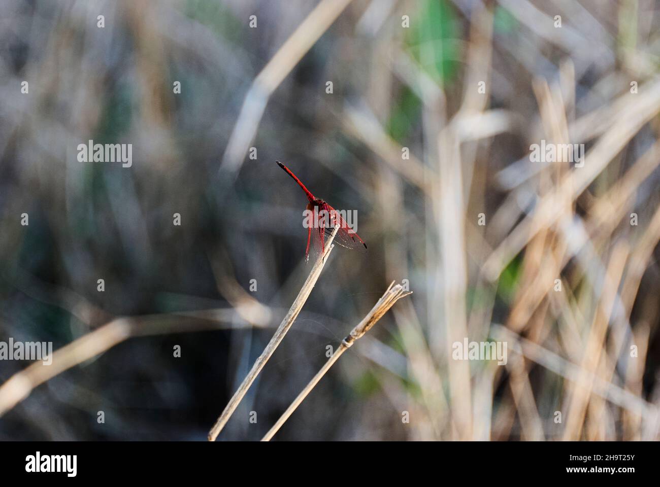 Insecte de vol Banque de photographies et d’images à haute résolution ...