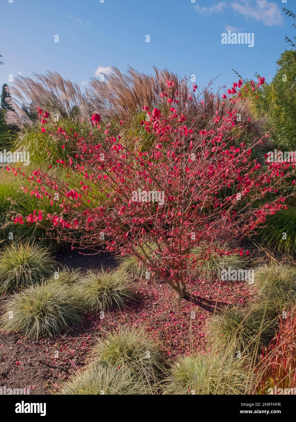 Buisson à ailes, wahoo, euonymus à ailes, arbre-broche à ailes ...