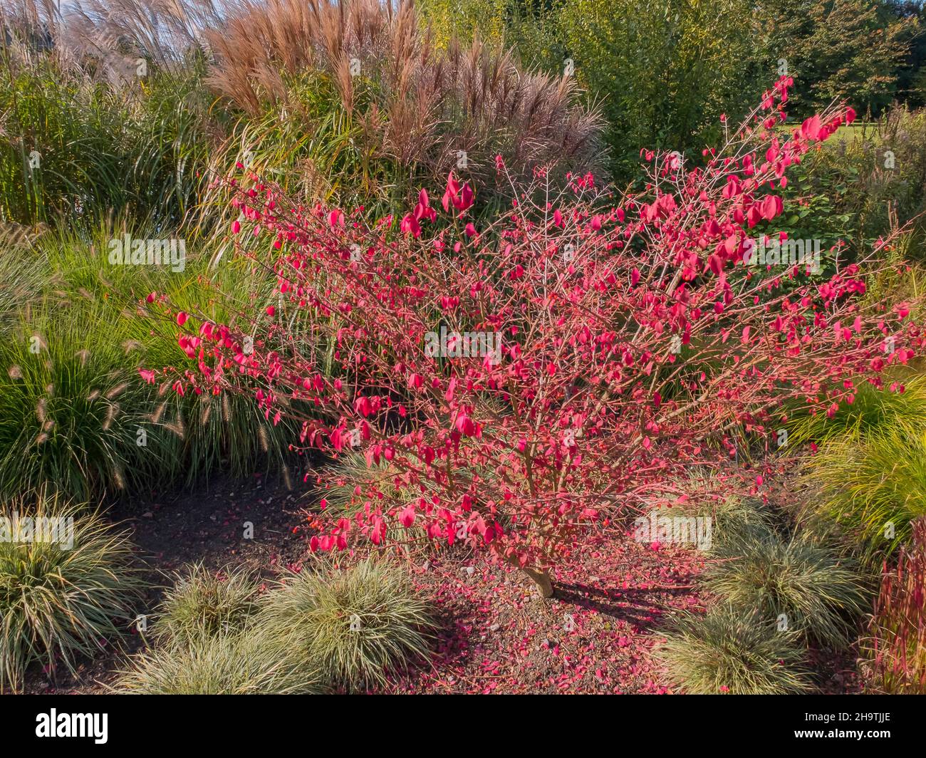 Buisson à ailes, wahoo, euonymus à ailes, arbre-broche à ailes ...