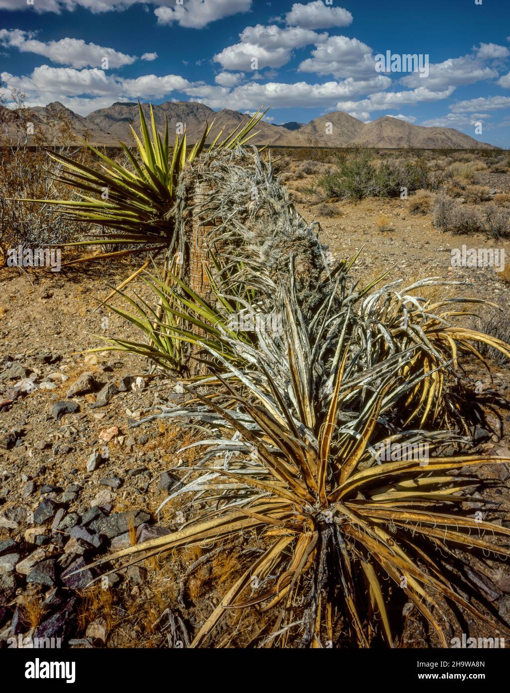 Mojave yucca Banque de photographies et d’images à haute résolution - Alamy