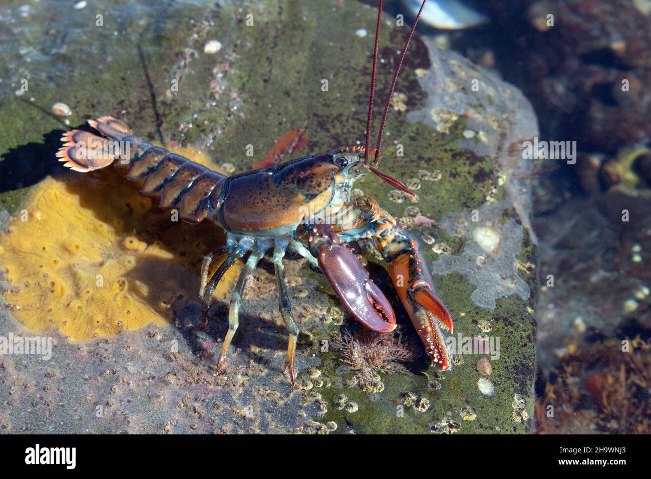 Homard americain Banque de photographies et d’images à haute résolution ...