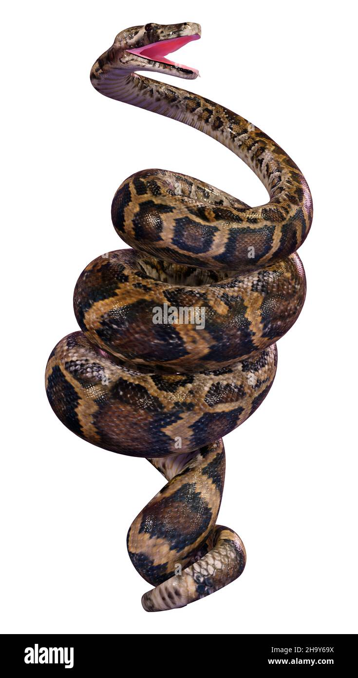 Rendu 3D d'un python birman ou d'un bivittatus Python, l'un des plus ...