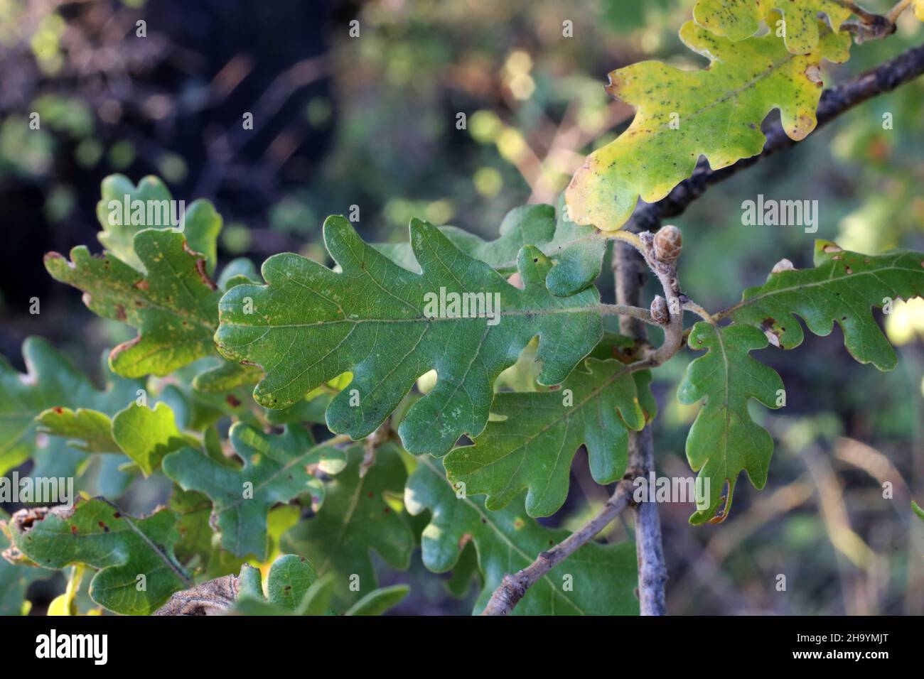 Quercus pubescens, Chêne blanc Downy Oak, Fagaceae.Plante sauvage, tiré ...