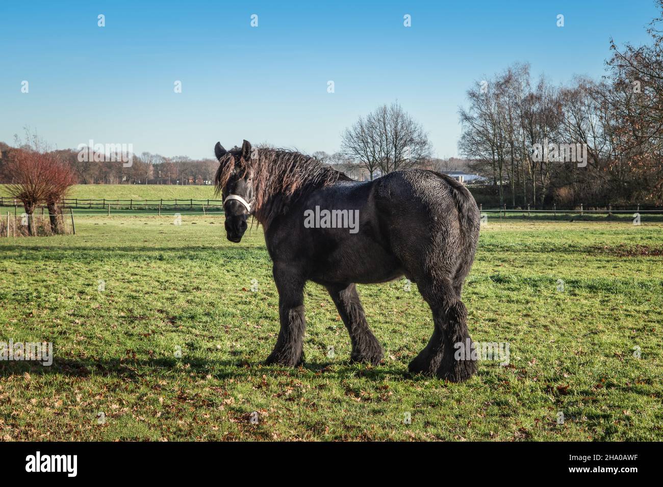 Cheval de trait belge Banque de photographies et d’images à haute ...