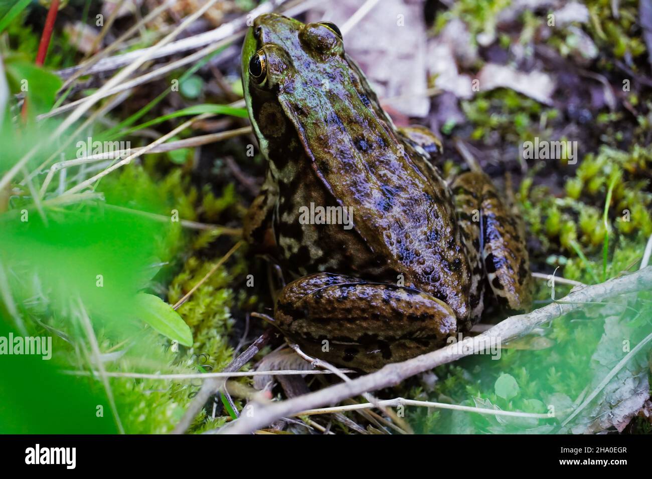 Grenouille amphibie petit Banque de photographies et d’images à haute ...