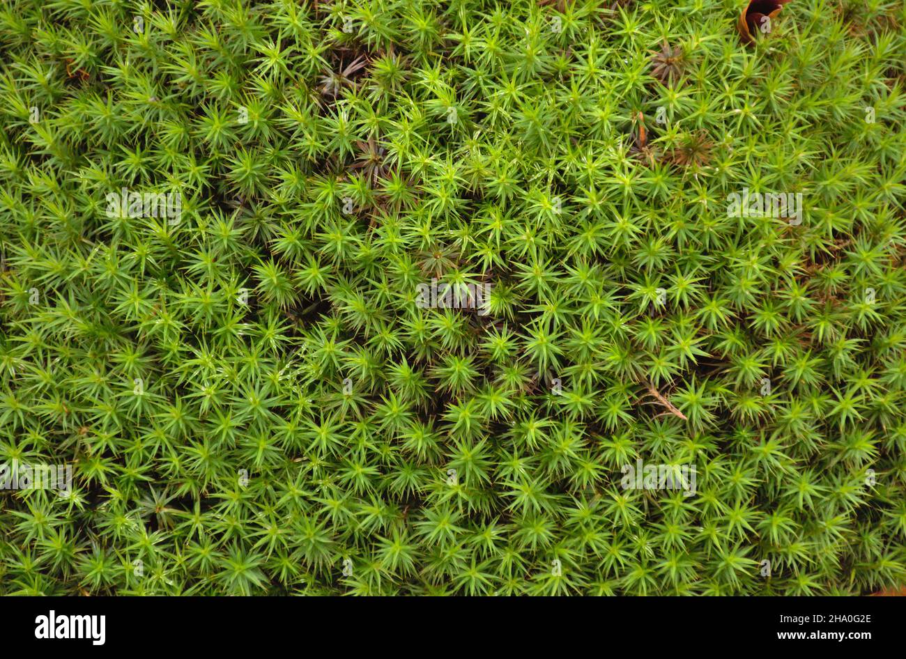 Plantago subulata plantago subulata Banque de photographies et d’images ...