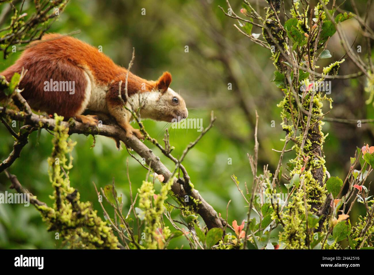 Indian giant squirrel ratufa indica Banque de photographies et d’images ...