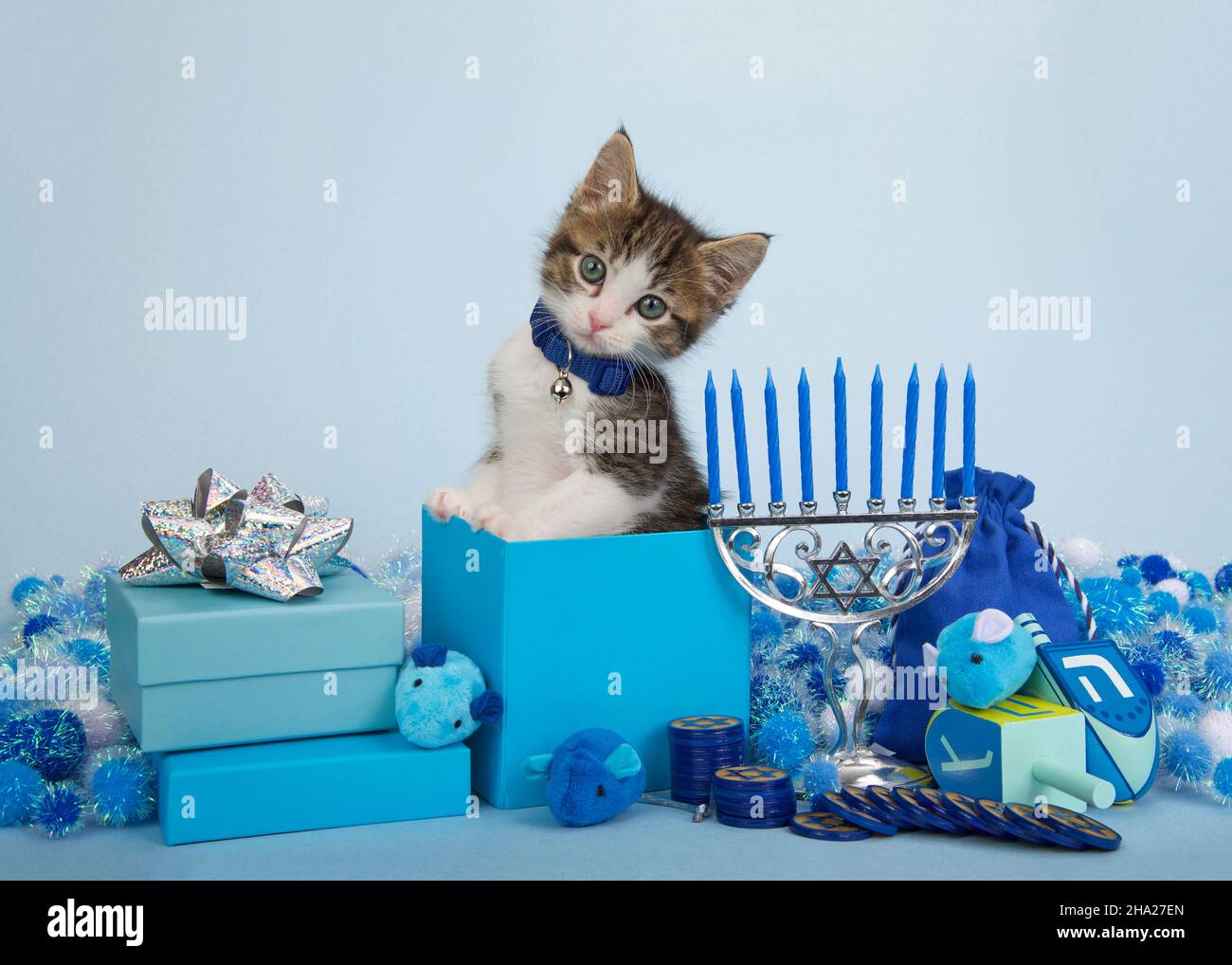 Chat polydactyle Banque de photographies et d’images à haute résolution ...