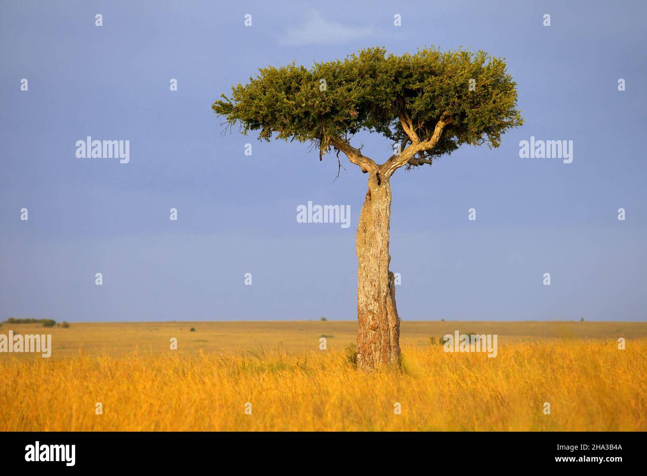 Baobab dans la savane verte Banque de photographies et d’images à haute ...