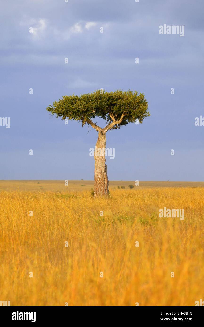 Baobab dans la savane verte Banque de photographies et d’images à haute ...