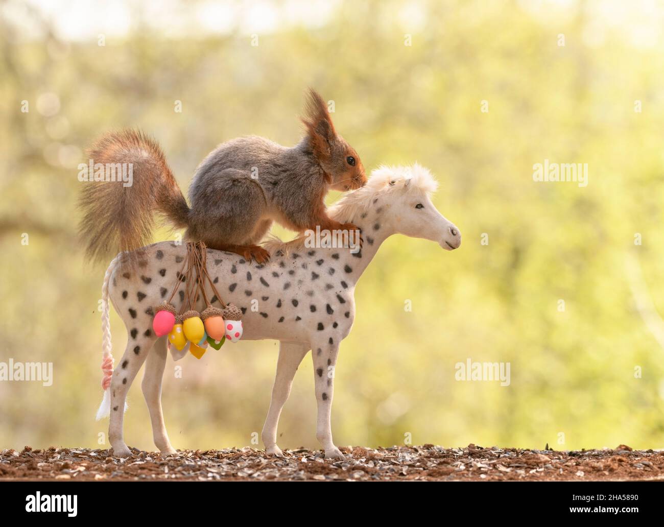 Assis un cheval Banque de photographies et d’images à haute résolution ...