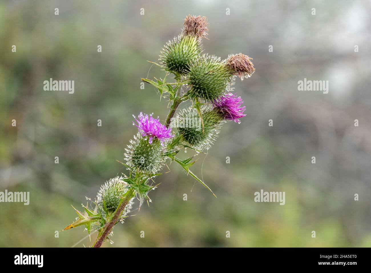 Chardon commun cirsium vulgare Banque de photographies et d’images à ...