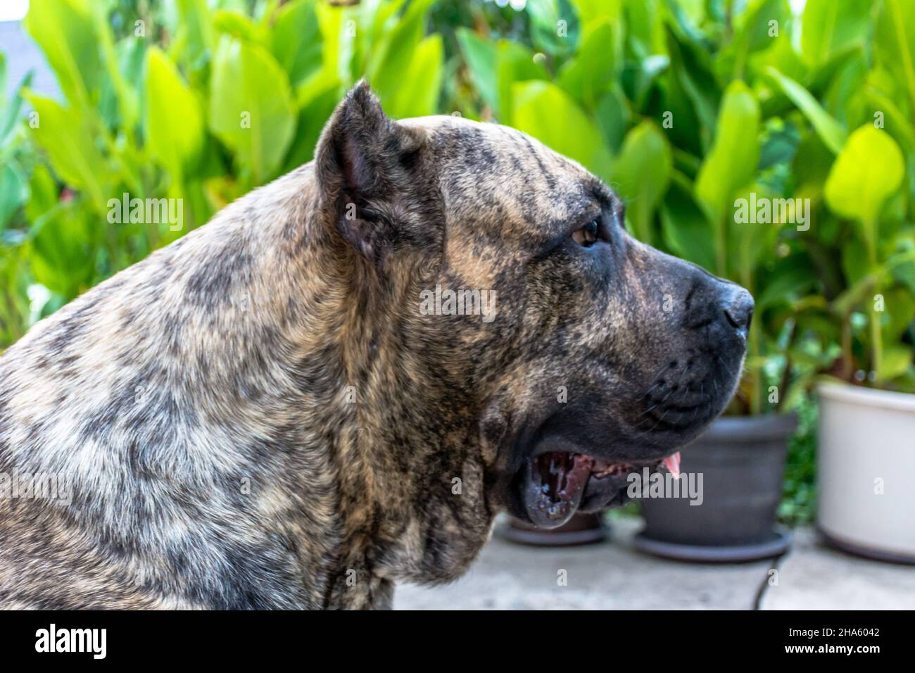 Presa canario dog Banque de photographies et d’images à haute ...
