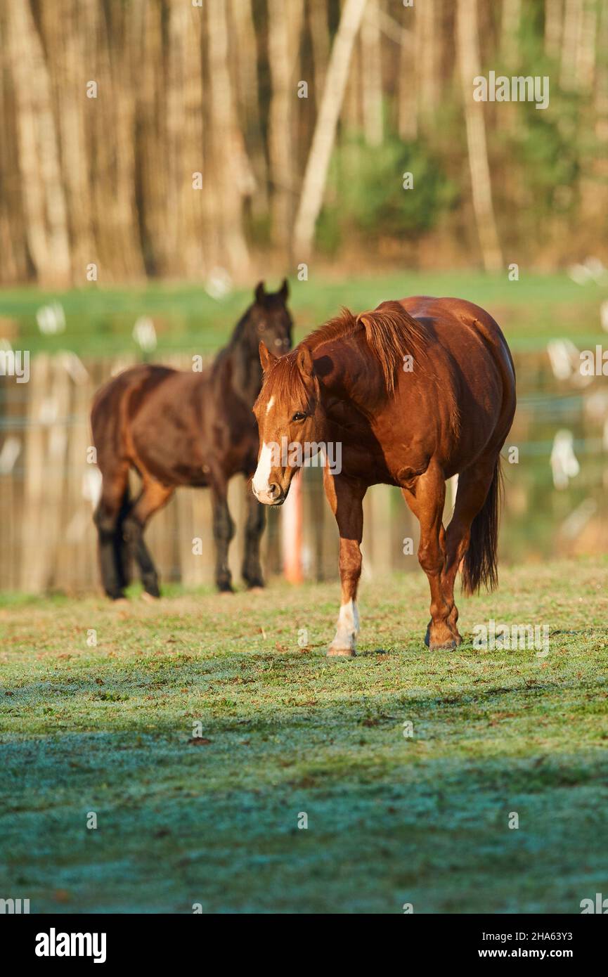 Cheval domestique Banque de photographies et d’images à haute ...