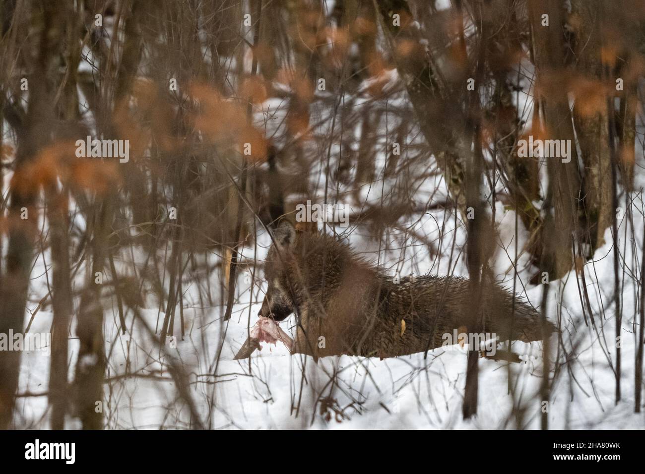 Loup qui mange une proie Banque de photographies et d’images à haute ...