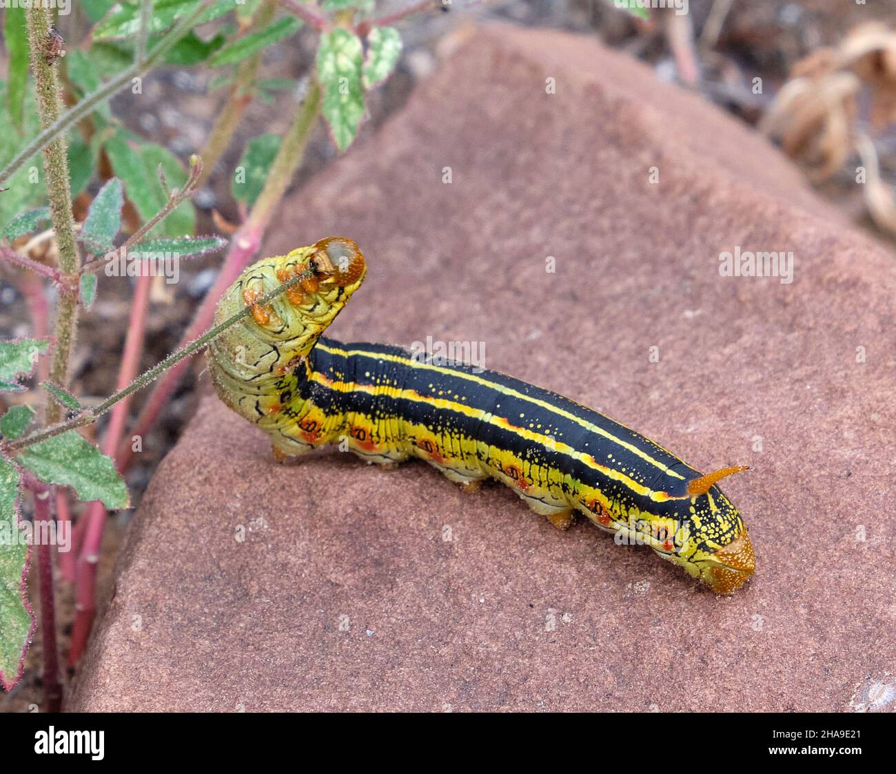 Chenille larve papillon insecte sphinx Banque de photographies et d ...