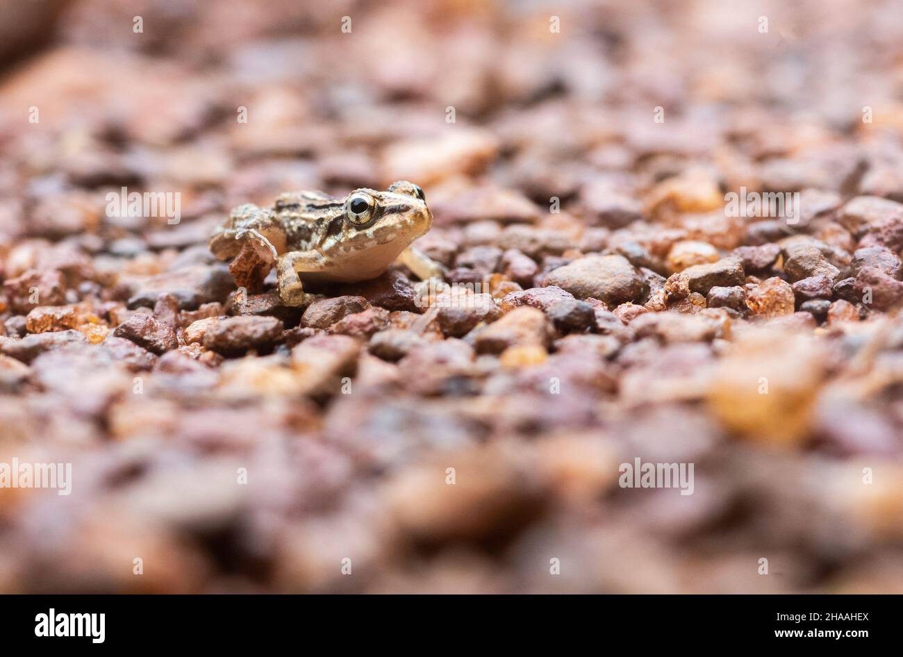 Grenouilles du karnataka Banque de photographies et d’images à haute ...