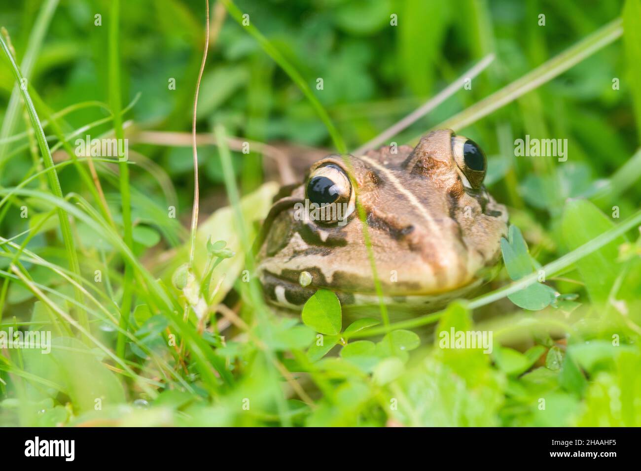 Grenouilles du karnataka Banque de photographies et d’images à haute ...