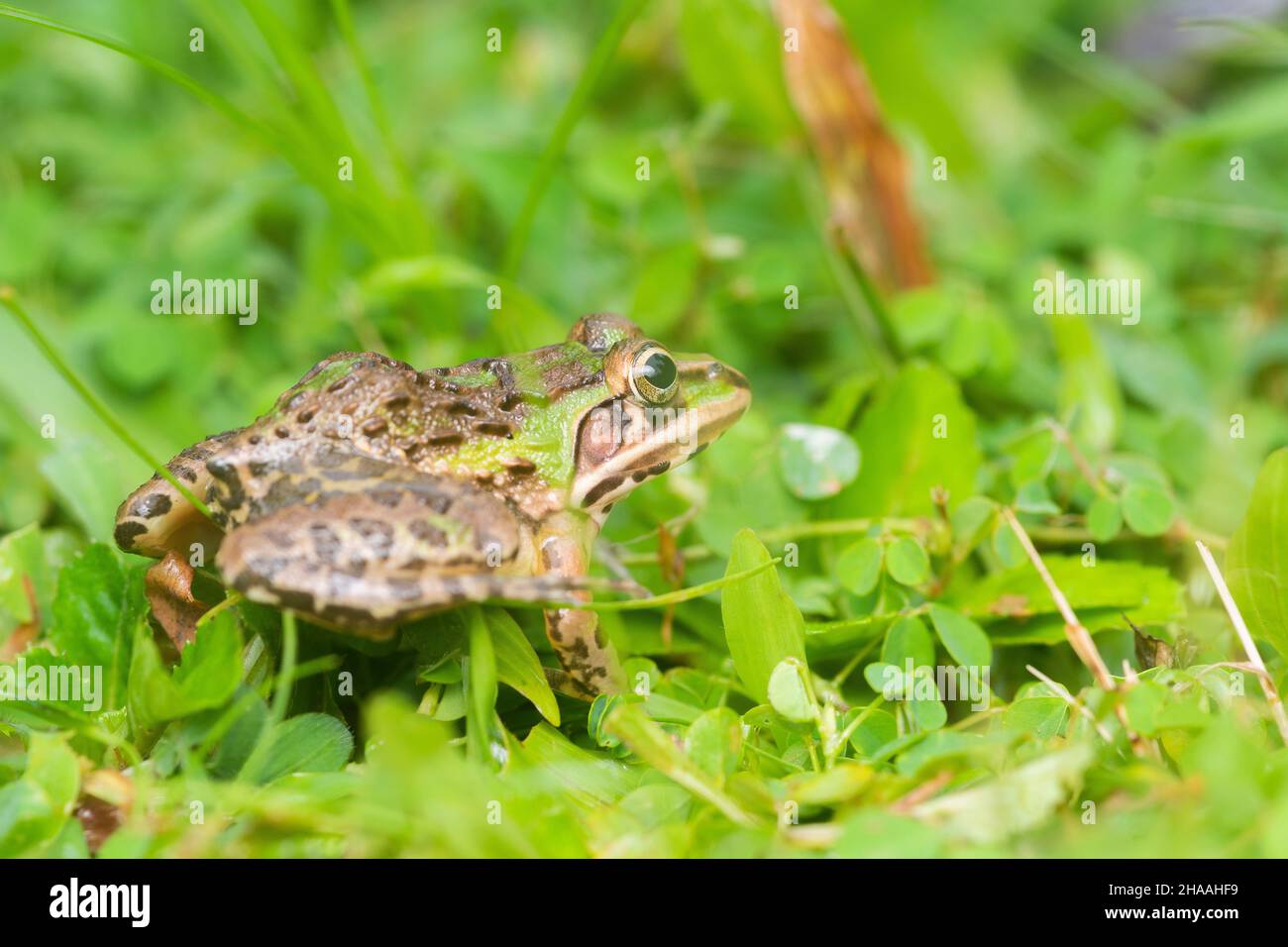 Grenouilles du karnataka Banque de photographies et d’images à haute ...