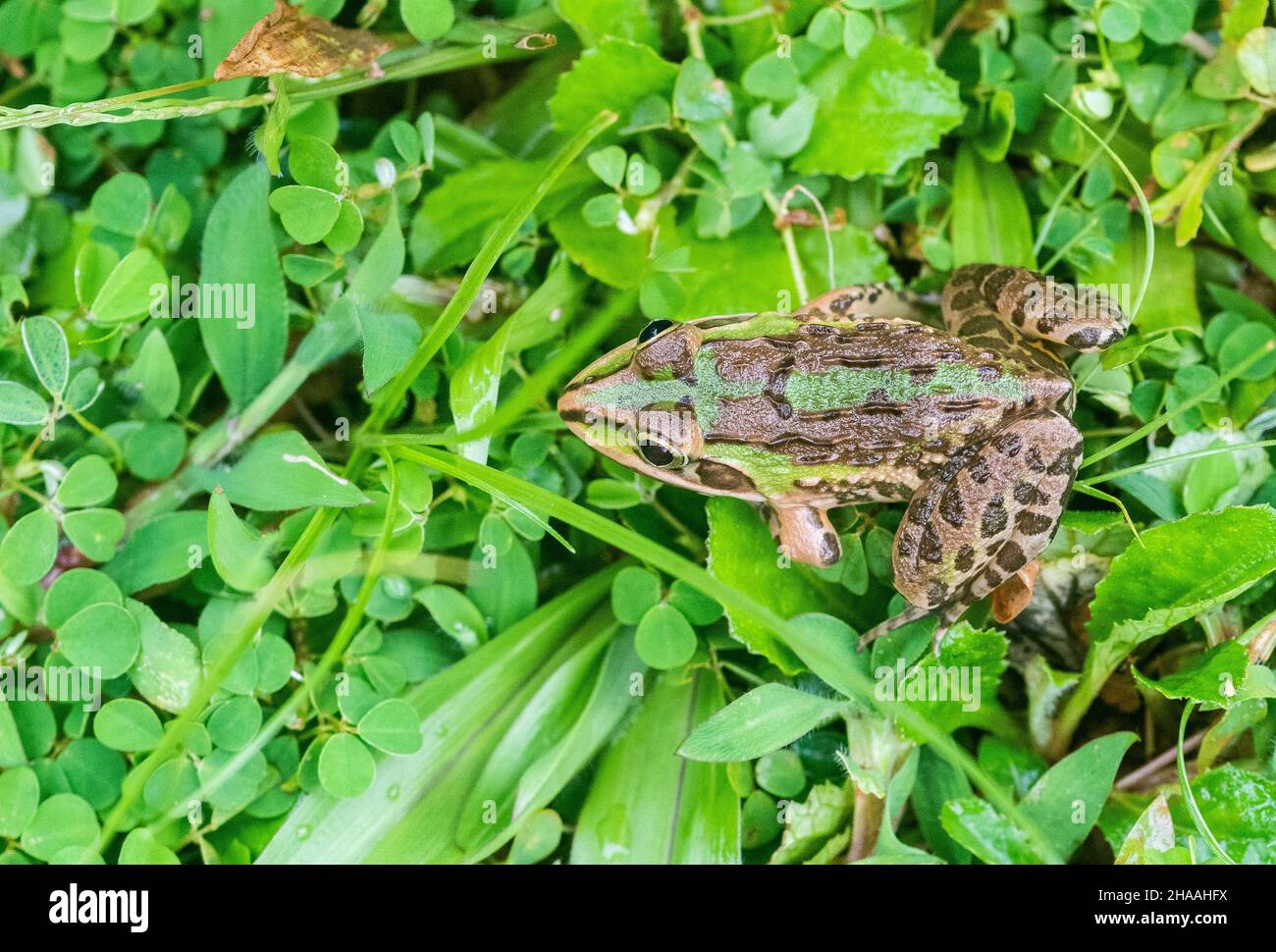 Grenouilles du karnataka Banque de photographies et d’images à haute ...