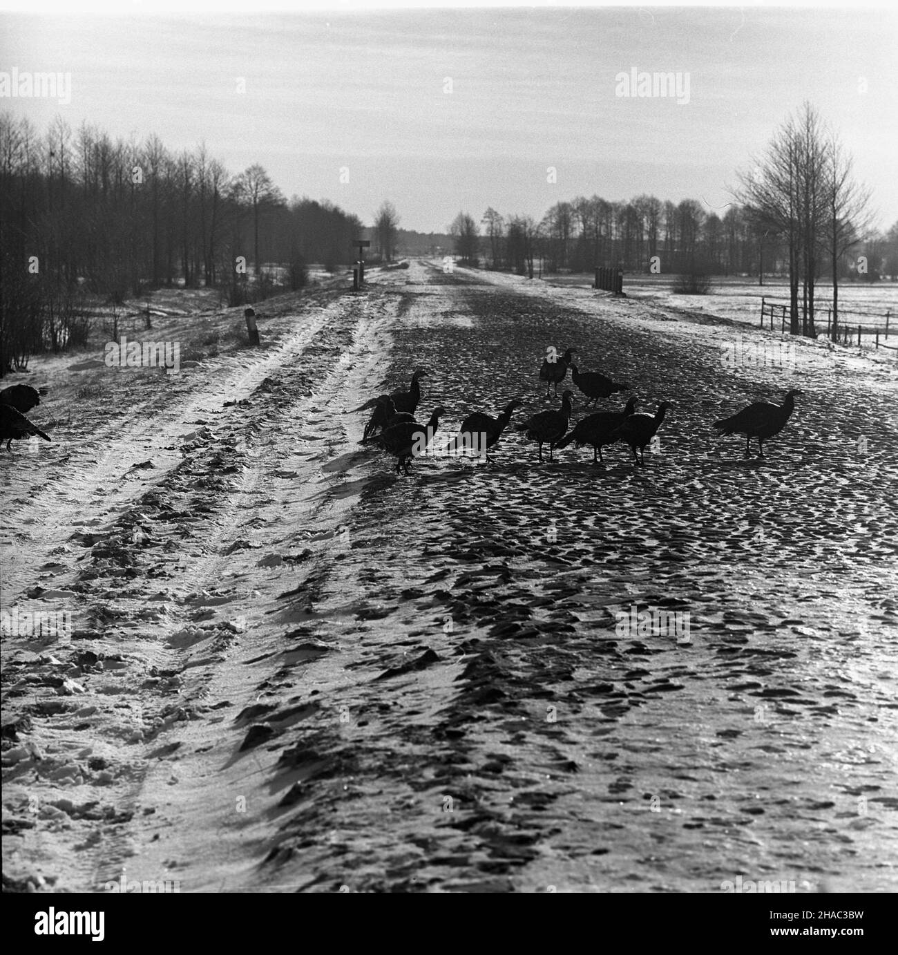 Polska, 1969-11-27.Stado indyków na wiejskiej drodze pokrytej pierwszym ...
