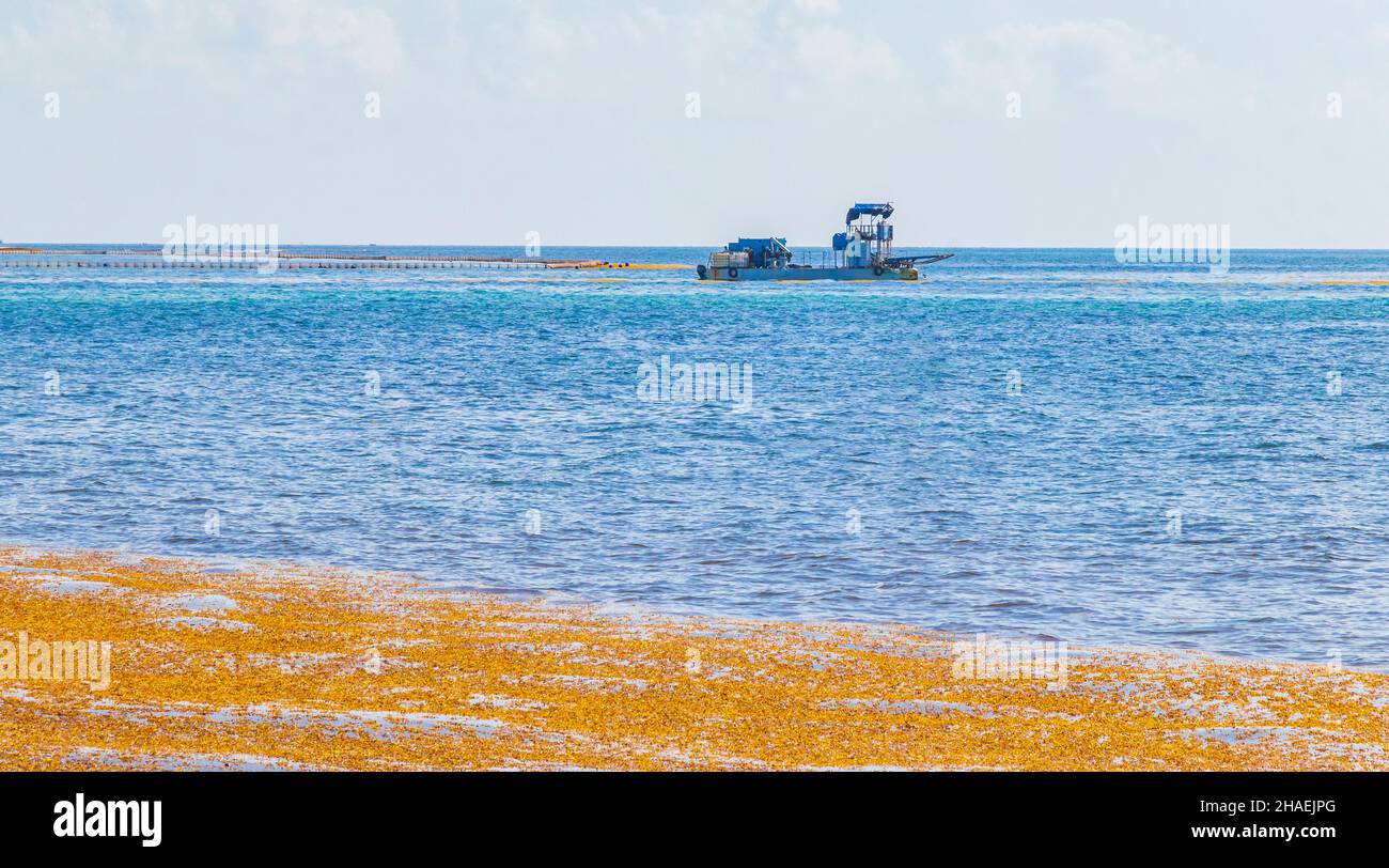 Bateaux et yachts et beaucoup d'algues rouges très dégoûtantes sargazo ...