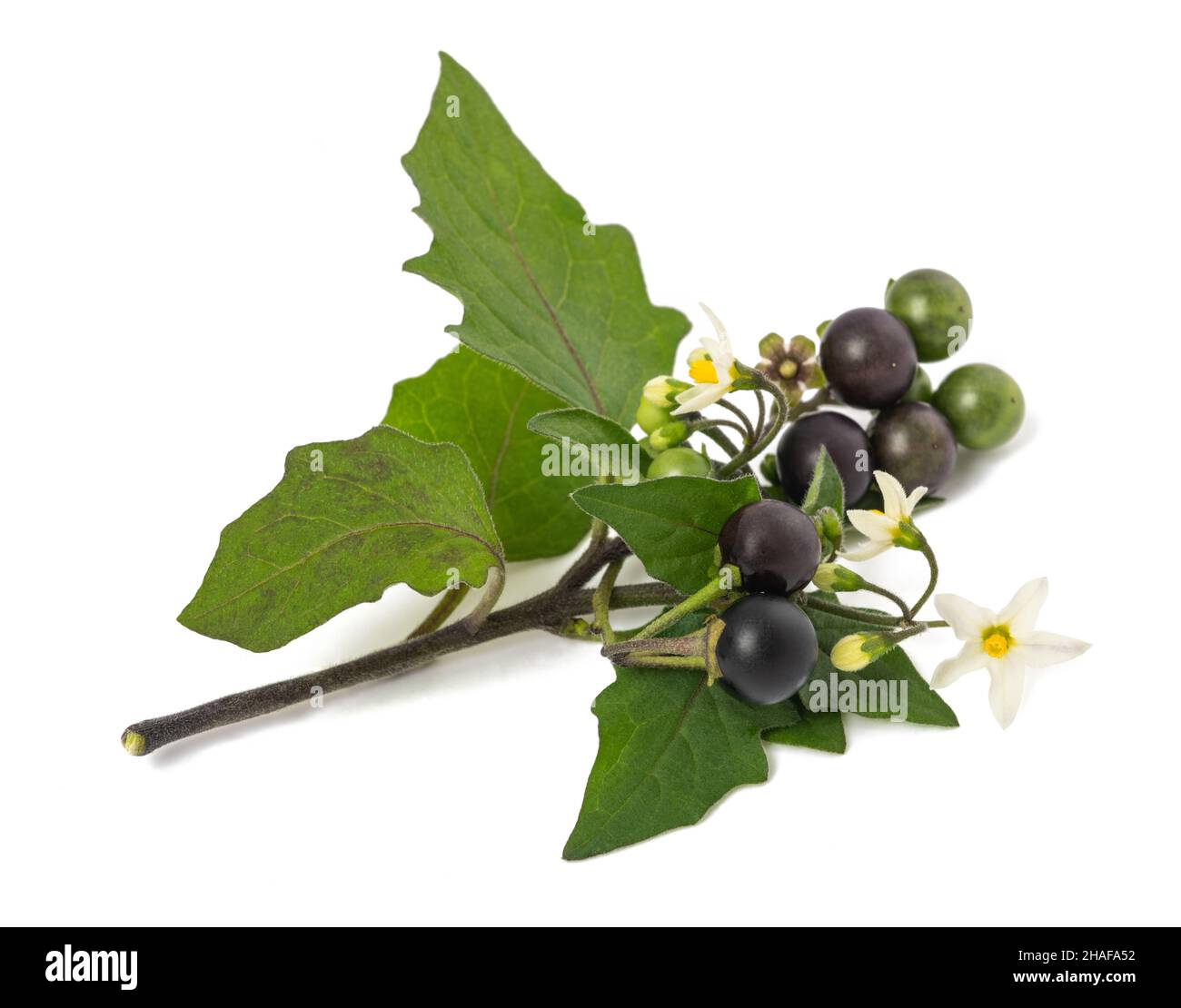 Black nightshade solanum nigrum plant Banque de photographies et d ...