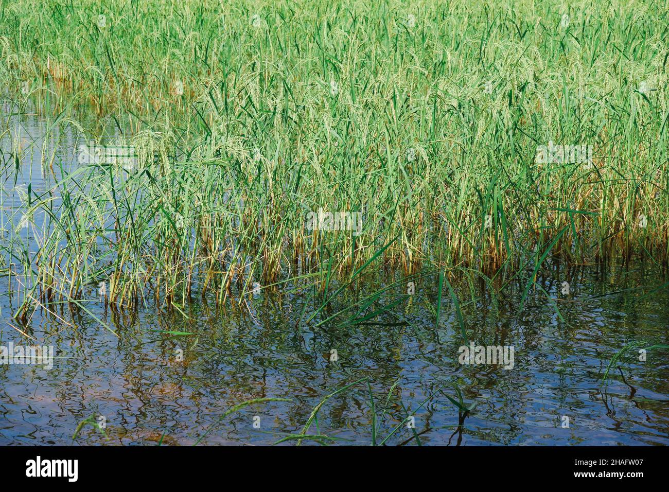 Gros plan de champs de riz vert jaune, paysage de plants de riz dans un ...